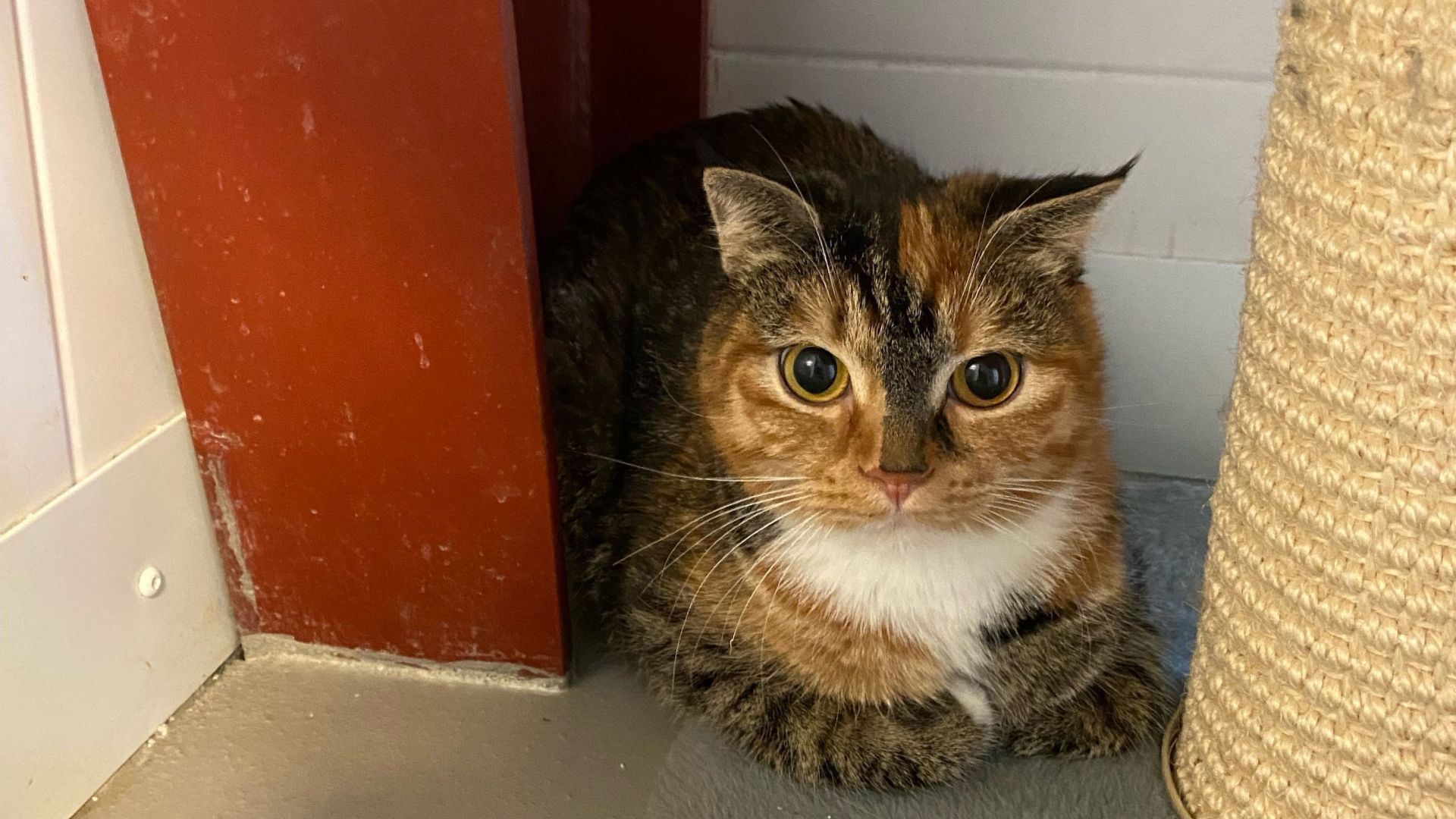 Kat dumpet på motorvej | Dyrenes Beskyttelse